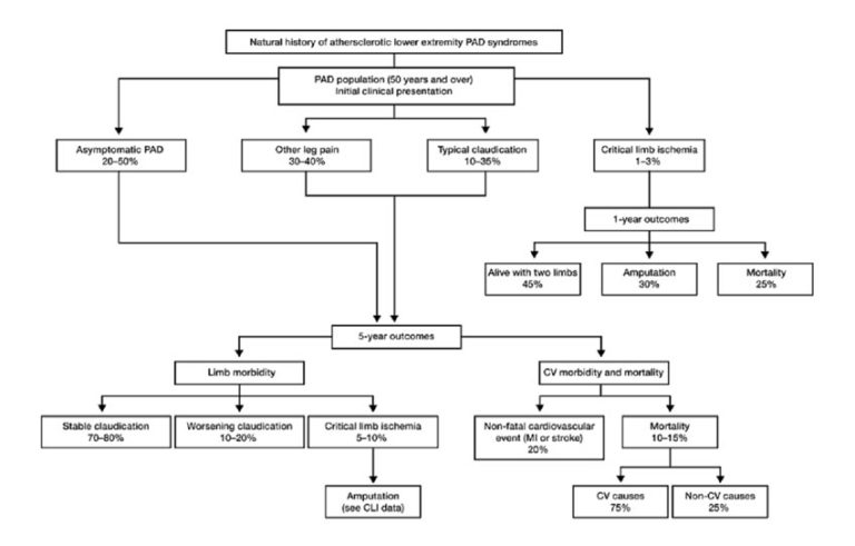 Peripheral Vascular Disease – Northern Sydney Vascular